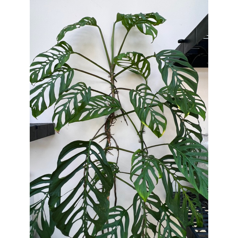 Monstera acuminata มอนสเตอร่า อคูมินาต้า | Shopee Thailand