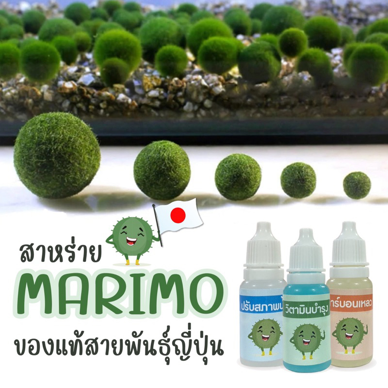 สาหร่าย Marimo มาริโมะ ญี่ปุ่นแท้ พืชแห่งโชค การเงิน และความรัก ตกแต่งตู้ปลา | Shopee Thailand