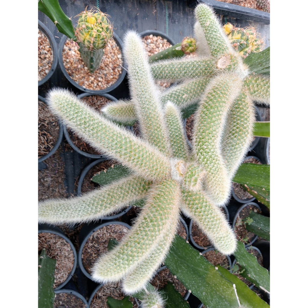 🌵💥หางลิง หางกระรอก หางหนู 💥🌵 กิ่งตัดสด ขนาด 10-20 ซม. ต้นกระบองเพชร ต้น ...