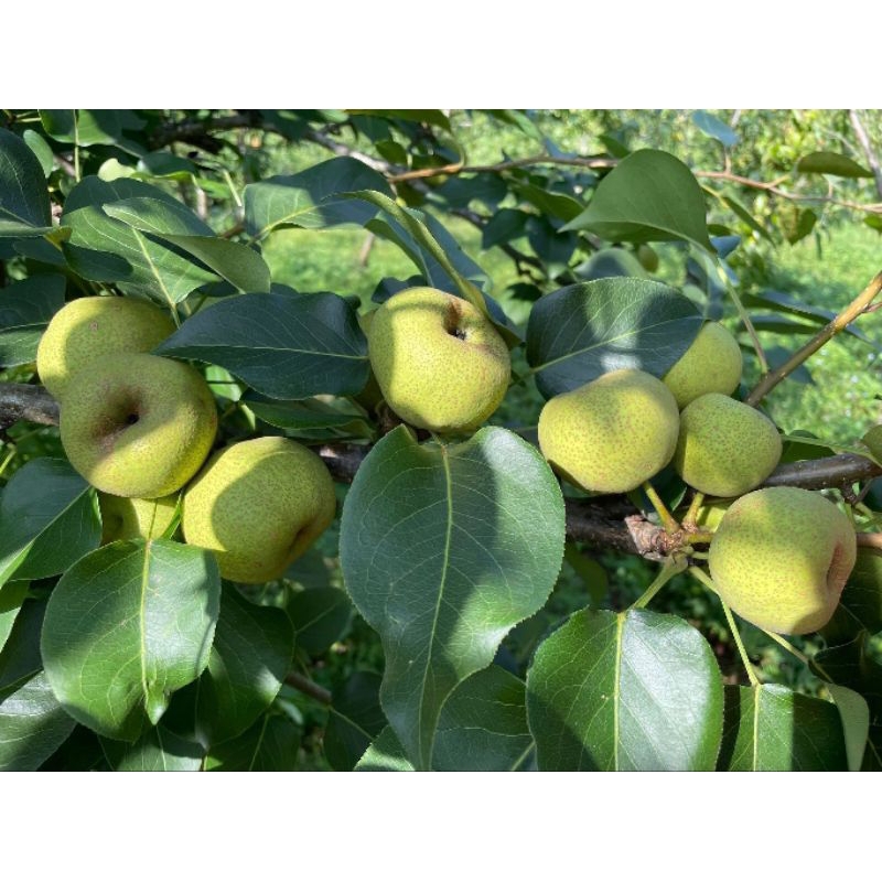 ต้นสาลี่เขียวญี่ปุ่นแท้100%(Tottori Pear) | Shopee Thailand
