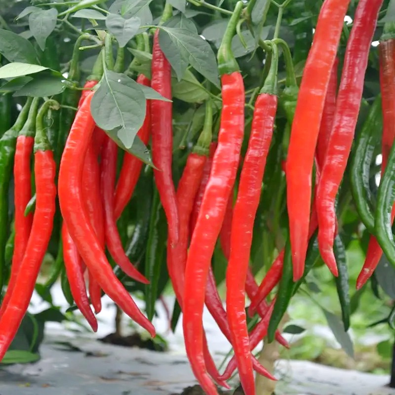 [10 เเถม 2คละได้]เมล็ดพันธุ์ พริกขี้หนู พริกชี้ฟ้ าพริกยาว พริกเขาแพะ ...