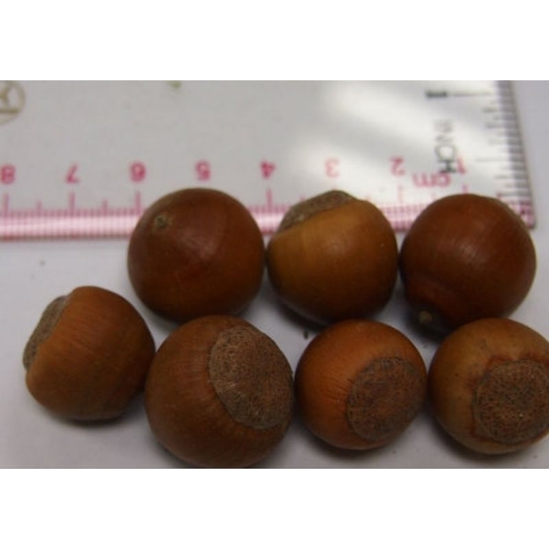 Oak Tree Seeds Bonsai Seeds Quercus Alba Acorns | Shopee Thailand