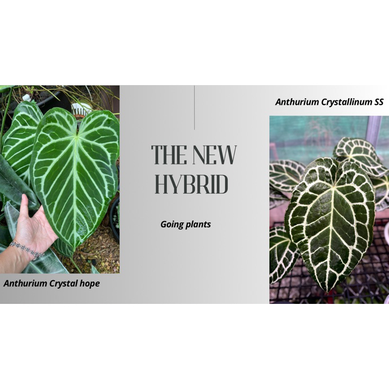 Anthurium Crystal hope X Crystallinum silver special | Shopee Thailand