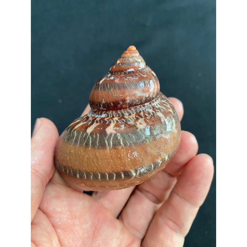 Rare Ancient Text Sea Snail shell copper Turben shell 4-7cm gu wen ...