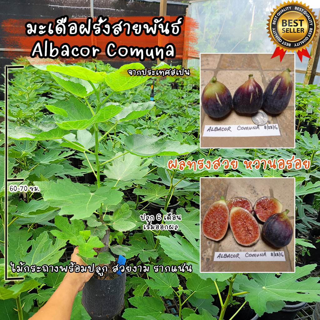 มะเดื่อฝรั่ง สายพันธ์ Albacor Comuna พันธ์จากสเปน ต้นสวยงาม แข็งแรง รากแน่น เป็นต้นพร้อมปลูก ไม่ ...