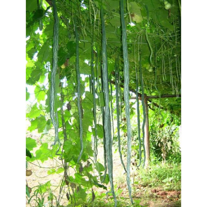เมล็ดพันธุ์ บวบงู ( Long Snake Gourd ) จำนวนเมล็ดอยู่ที่รายละเอียด ...
