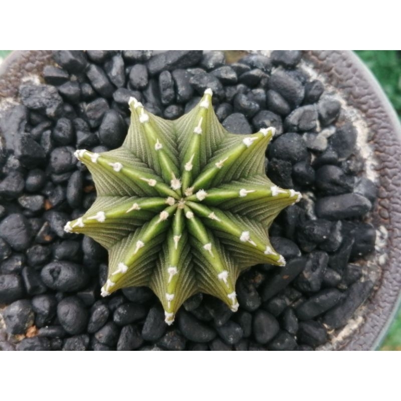 LB2178 ตองอ่อน บั้งถี่ ไม้เมล็ด | Shopee Thailand