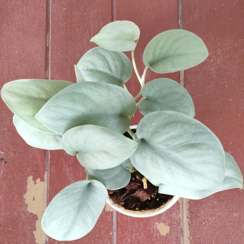 พลูหัวใจแนบแพตตินั่ม Scindapsus platinums รากเดินดีแล้ว | Shopee Thailand