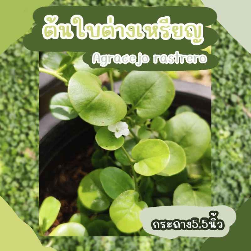 ใบต่างเหรียญ (Agracejo rastrero)พืชคลุมดิน กระถาง5.5นิ้ว ต้นสมบูรณ์แผ่ ...