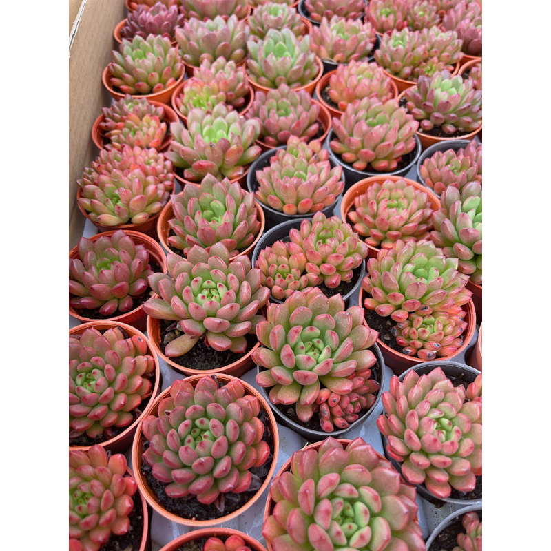 กุหลาบหิน Echeveria red ruby | Shopee Thailand
