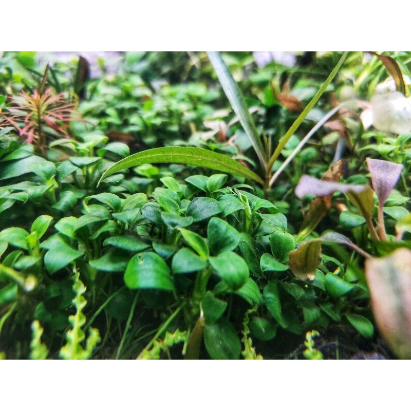 Anubias nana petite/mini แบบคัดกอพิเศษ | Shopee Thailand