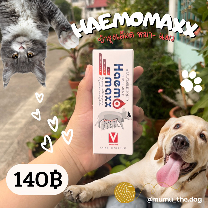 Haemomaxx 100ml วิตามินบำรุงเลือด | Shopee Thailand