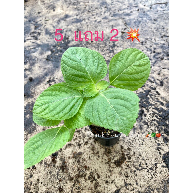 korean perilla kkaennip (set 6 pot=100 bath) ต้นใบงาเกาหลี (ชุดละ 6 ...