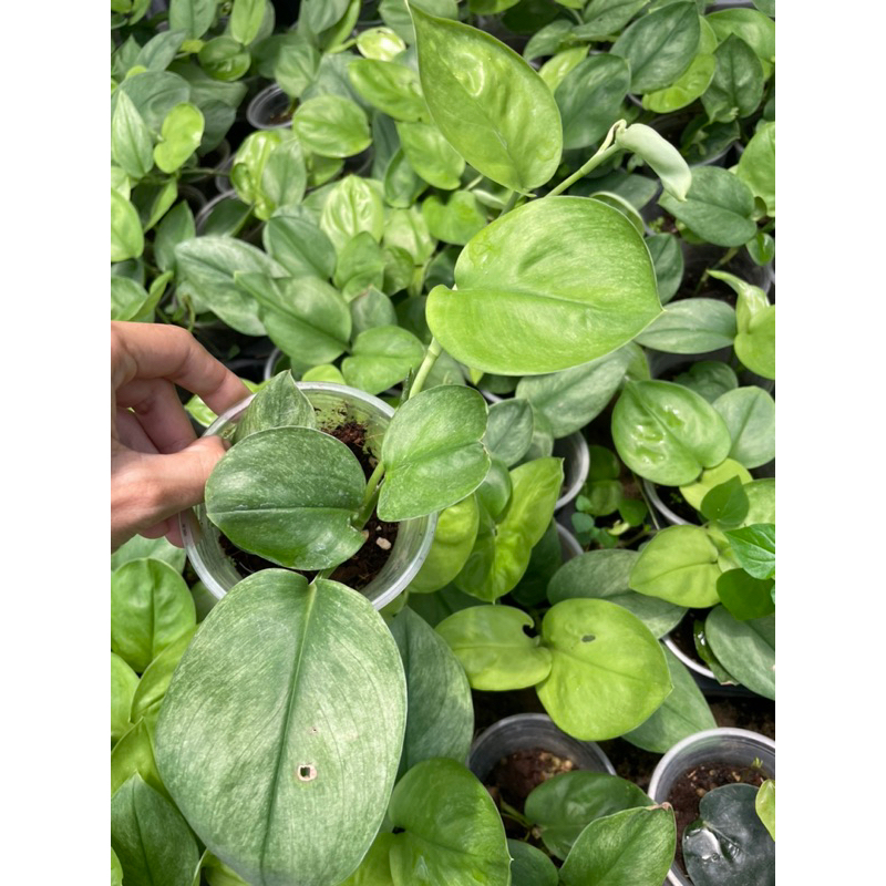 Scindapsus Mint variegated | Shopee Thailand