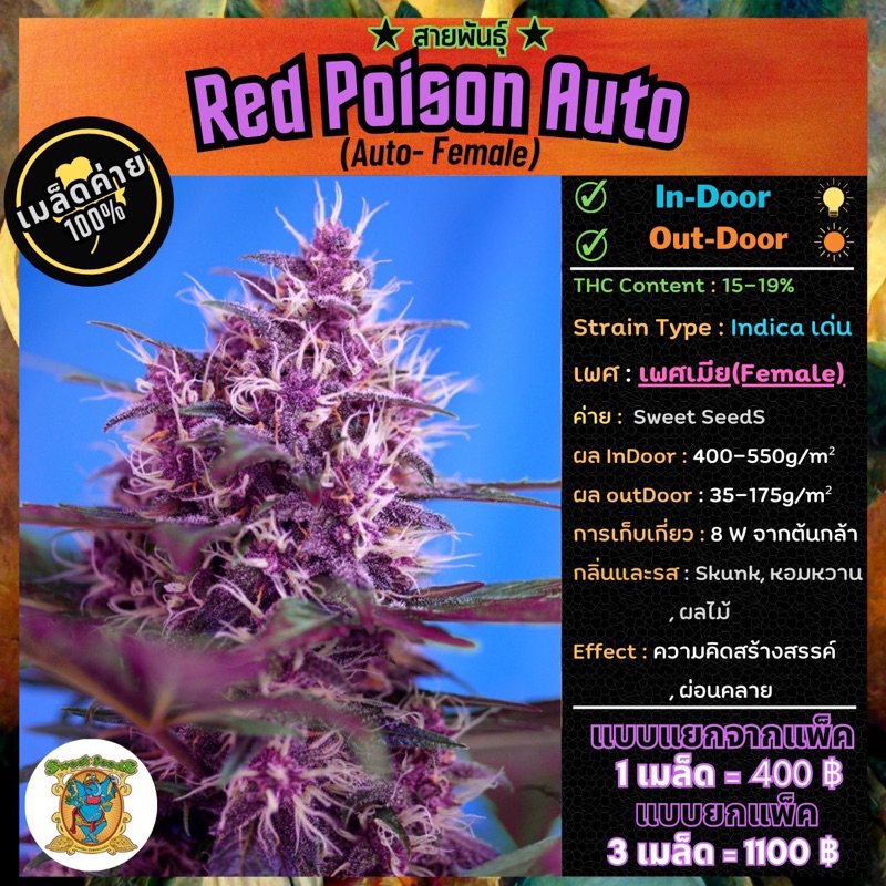 สายพันธุ์ Red Poison (Auto) | ค่าย Sweed SeedS | Shopee Thailand