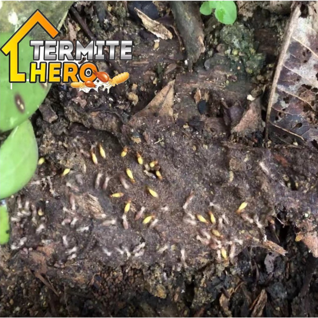 สถานีเหยื่อปลวก/TERMITE HERO เหยื่อกำจัดปลวก/กับดักปลวก/ระบบเหยื่อล่อปลวก/ระบบกำจัดโคโลนี/ควบคุม ...