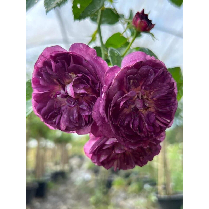 กุหลาบ-รินัลโด้ Rinaldo สีม่วงเข้ม ดอกดกเป็นช่อมีกลิ่นหอมมาก | Shopee ...