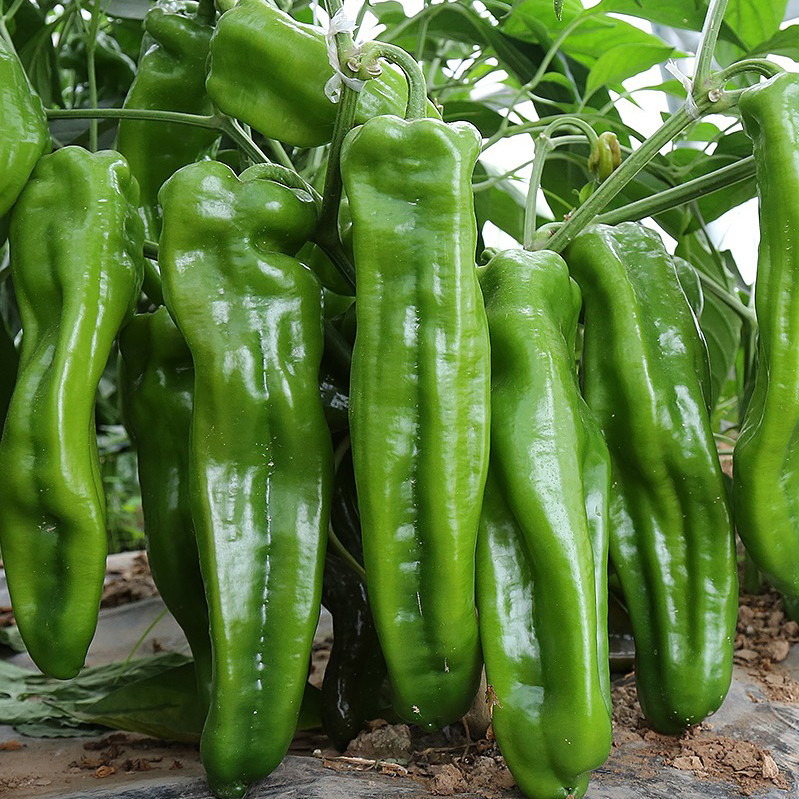 [10 เเถม 2คละได้]เมล็ดพันธุ์ พริกขี้หนู พริกชี้ฟ้ าพริกยาว พริกเขาแพะ ...