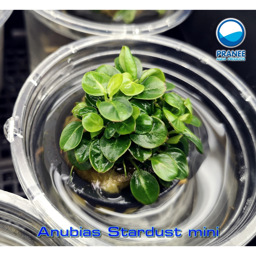 Anubias stardust mini อนูเบียสสตาร์ดัสมินิ ต้นไม้น้ำ | Shopee Thailand