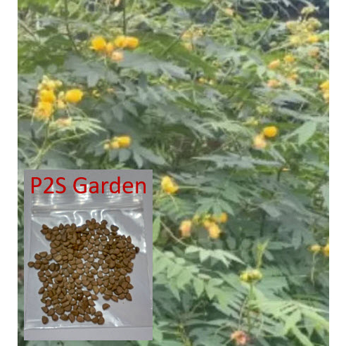 เมล็ด ขี้เหล็ก ขี้เหล็กไทย ขี้เหล็กบ้าน / 200 เมล็ด ประโยชน์มาก ควรปลูก ...