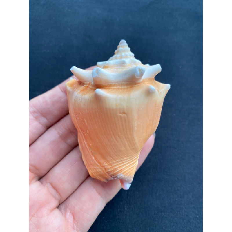 Golden Fist Conch Shell หอยสังข์กำปั้นทอง | Shopee Thailand