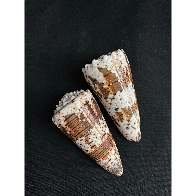 หอยสังข์จักรพรรดิ Emperor Conch Shell 6cm di | Shopee Thailand
