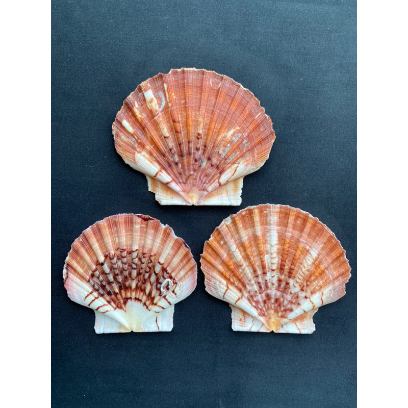 iceland scallop shell หอยเชลล์ไอซ์แลนด์แบน 9-13cm For BBQ, decoration ...