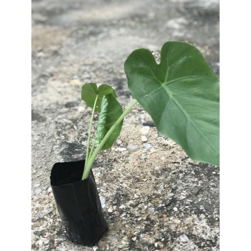 ต้นออดิบ ต้นอ้อดิบ ต้นทูน ต้นคูน หรือตูน (พร้อมปลูก) | Shopee Thailand