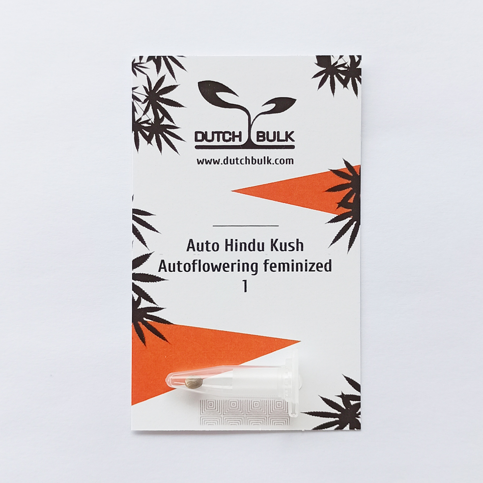 Сannabis seeds เมล็ดกัญชา feminized auto flowering Dutch Bulk | Shopee ...