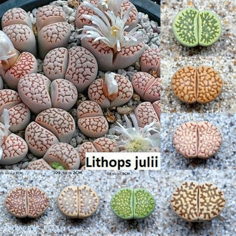 ไลทอป Lithops Julii ลายสวยๆ ต้นขนาด 1.8-2.5cm. | Shopee Thailand