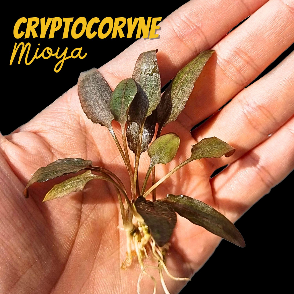 คริปมิโอย่า - Cryptocoryne Mioya ต้นไม้น้ำ | Shopee Thailand