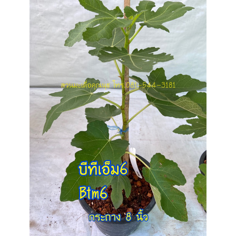 ต้นมะเดื่อฝรั่ง บีทีเอ็ม6(ญี่ปุ่น) ดกมาก หวานหอม ส่งทั้งกระถาง 6”/btm6 figs tree 6”potted ...