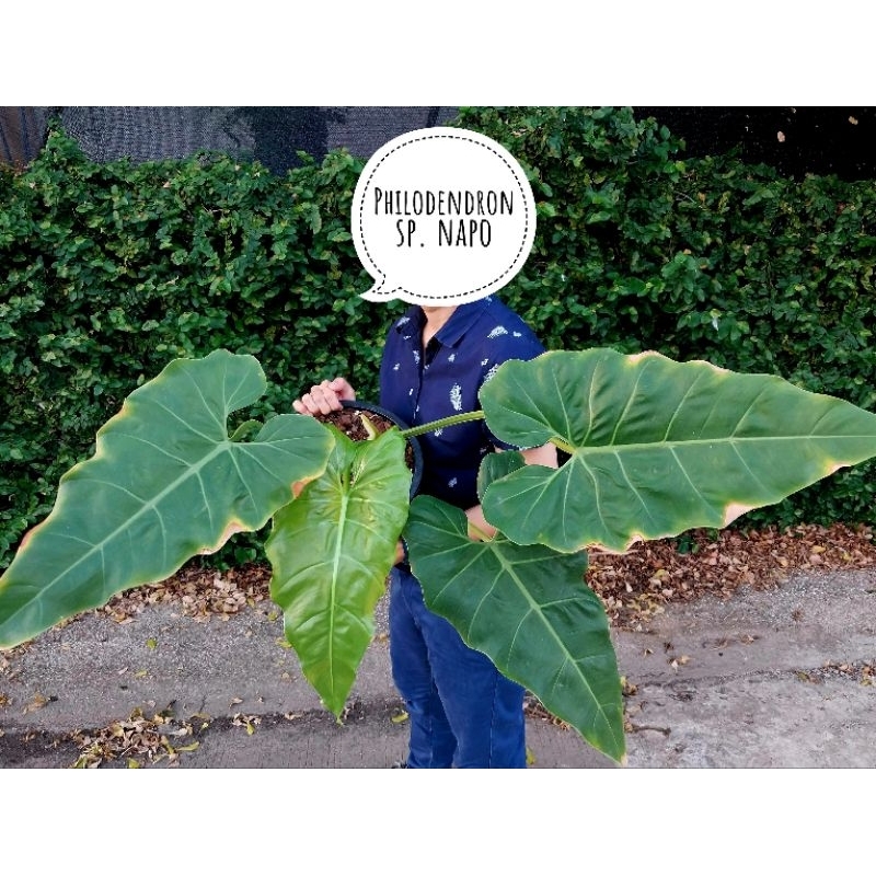 ฟิโลเดนดรอน เอสพี. นาโป Philodendron sp. Napo ไม้สายเขียว ไม้แรร์ ...