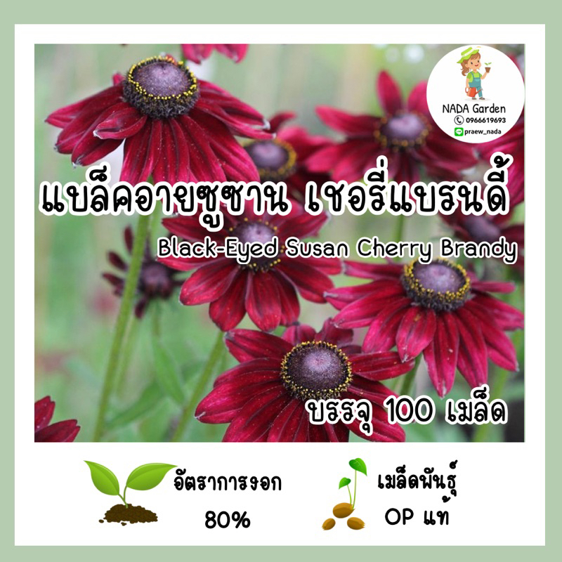 เมล็ดพันธุ์ แบล็คอายซูซาน เชอรี่แบรนดี้ (Black-Eyed Susan Cherry Brandy ...