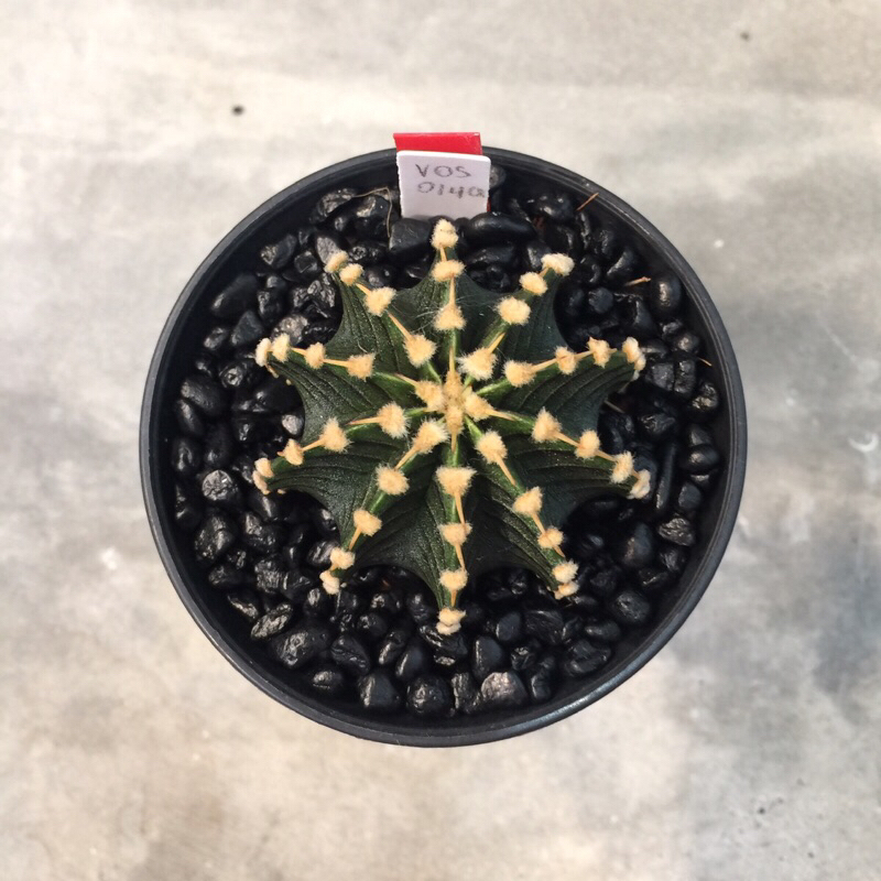 กระบองเพชร สวยสุดคุ้ม VOS014a ไม้เมล็ด สุดคุ้มจริง ๆ สวยคุ้ม | Shopee ...