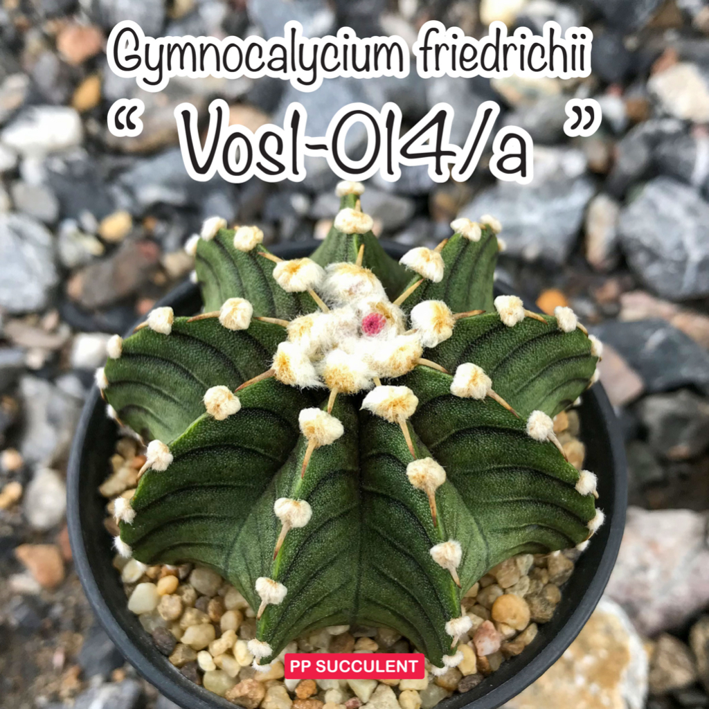 Gymnocalycium friedrichii " Vos1-014/a " ยิมโน vos014a | Shopee Thailand