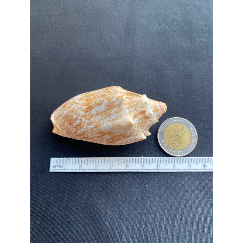 Emperor Conch Shell หอยสังข์จักรพรรดิ di | Shopee Thailand