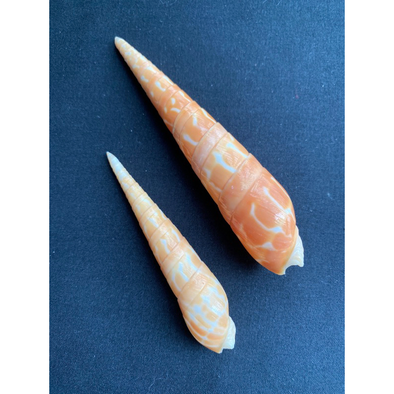 หอยสังข์กรวยแดง Red Bamboo Shoots Long Cone Conch Shell hongsun ...