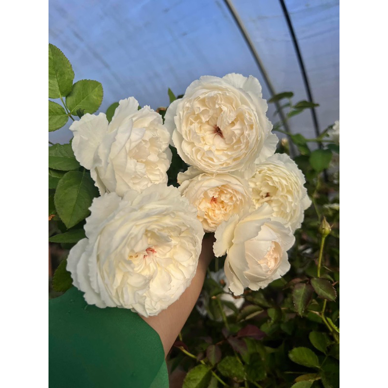 กุหลาบ PNW (Pretty Nina White) กุหลาบสีขาวกลิ่นหอมแรง สายพันธุ์ตามหา ...