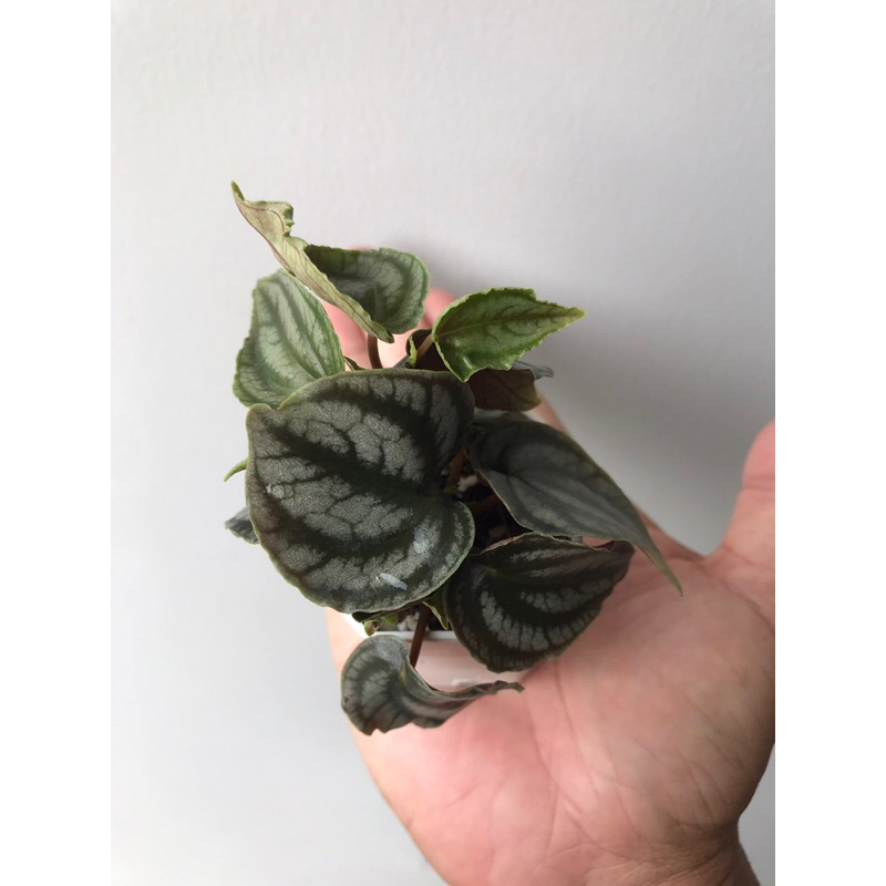 ต้นเปปเปอร์โรเมียแตงโมใบเงิน peperomia turboensis ในกระถาง 2 นิ้ว ...