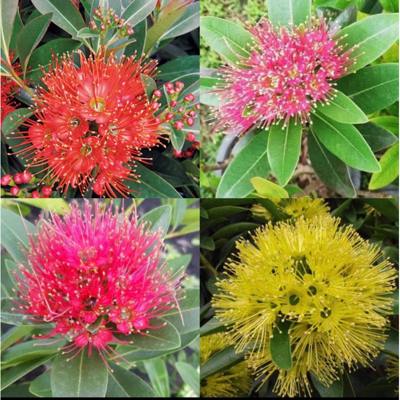 เมล็ดพันธุ์ ดอก รักแรกพบ คละสี ( first love flower Seed Mix ) บรรจุ 10 ...
