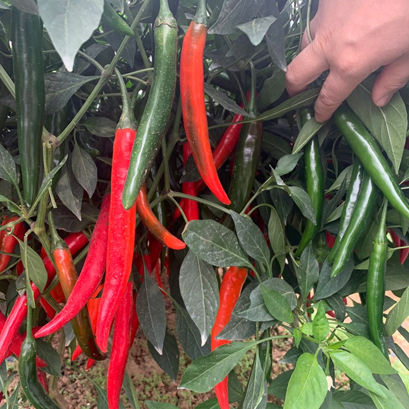 [10 เเถม 2คละได้]เมล็ดพันธุ์ พริกขี้หนู พริกชี้ฟ้ าพริกยาว พริกเขาแพะ ...