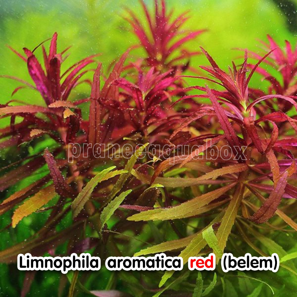 Limnophila aromatica red belem พร้อมปลูก ต้นไม้น้ำ *กรุณาอ่านก่อนสั่ง ...