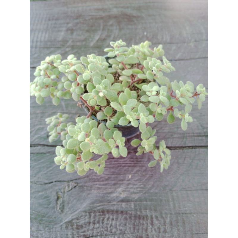 ต้นมะลิน้อย คลาสซูล่า crassula expansa กระถาง 2-3 นิ้ว | Shopee Thailand