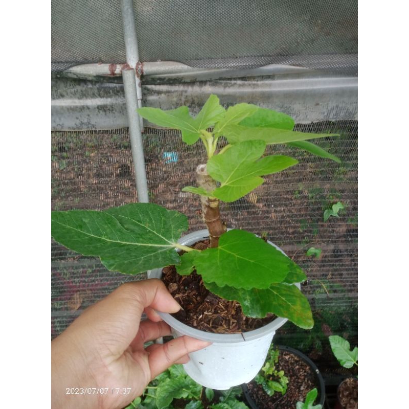 มะเดื่อฝรั่งลูกลายสวย BNR Fig (Bordissort Negra Rimada) เสียบตอป่า | Shopee Thailand