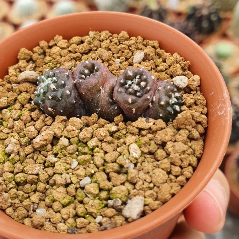 Discocactus hybrid montrose ดินโก้ มอนโทรส ไม้เพาะเมล็ด | Shopee Thailand