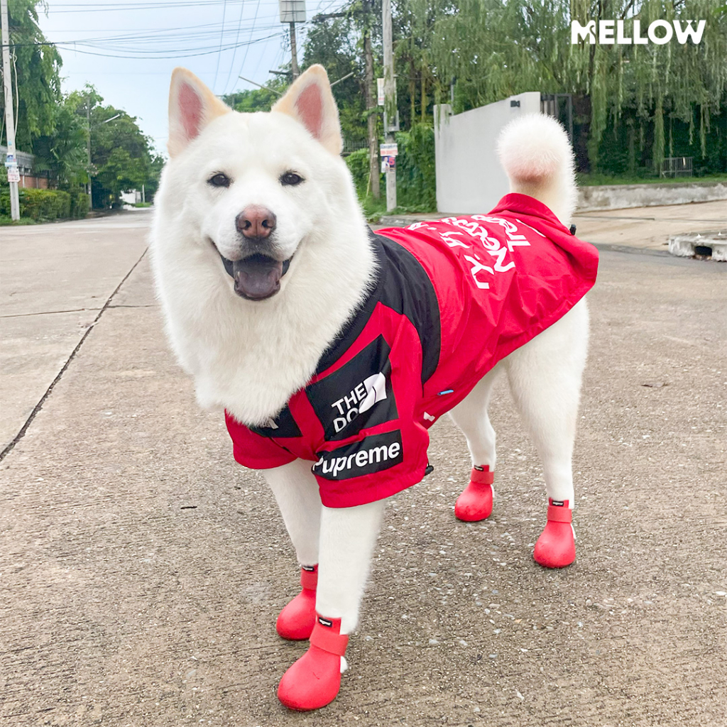 DOG FACE/RED NEON (เสื้อสำหรับน้องหมาน้องเเมว) | Shopee Thailand