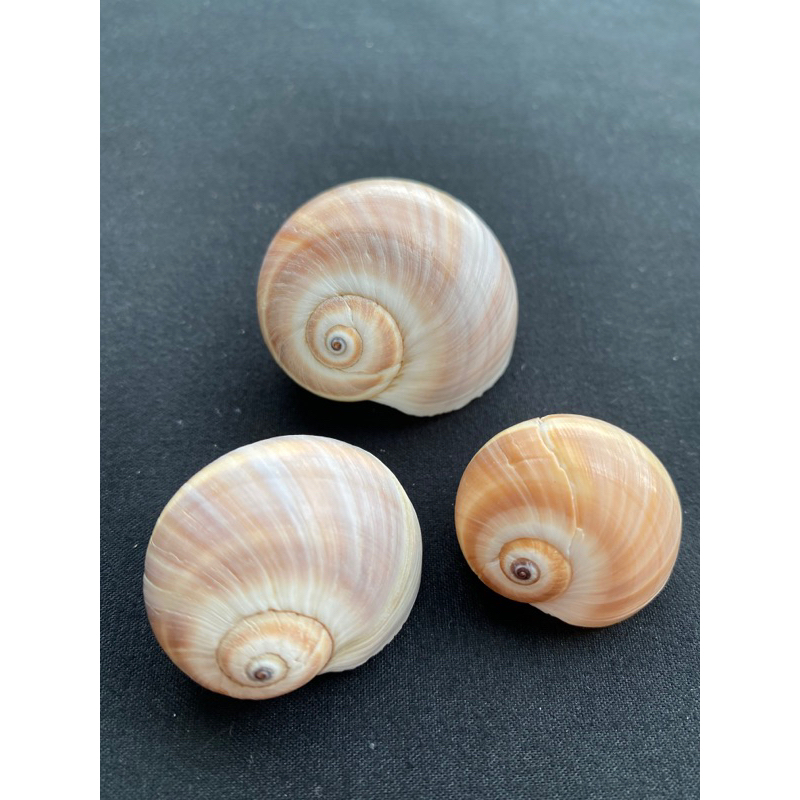 หอยทากบุษราคัมมูน Topaz Moon Snail Shell | Shopee Thailand