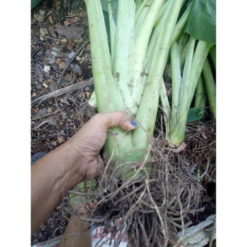 ต้นออดิบ ต้นอ้อดิบ ต้นทูน ต้นคูน หรือตูน (พร้อมปลูก) | Shopee Thailand