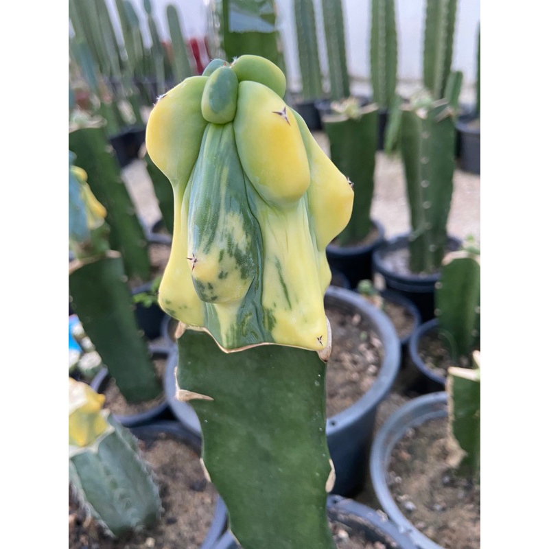 นมสาวด่าง variegated boobies cactus แคคตัส | Shopee Thailand